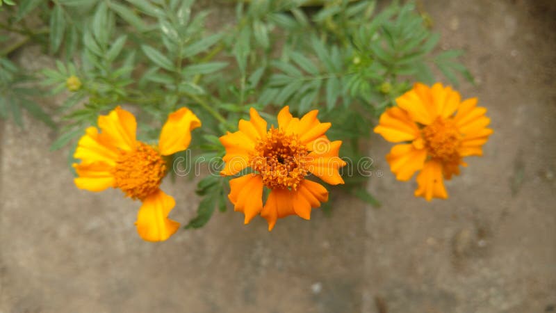 Flor do Marigold imagem de stock. Imagem de planta, imagem - 97413717