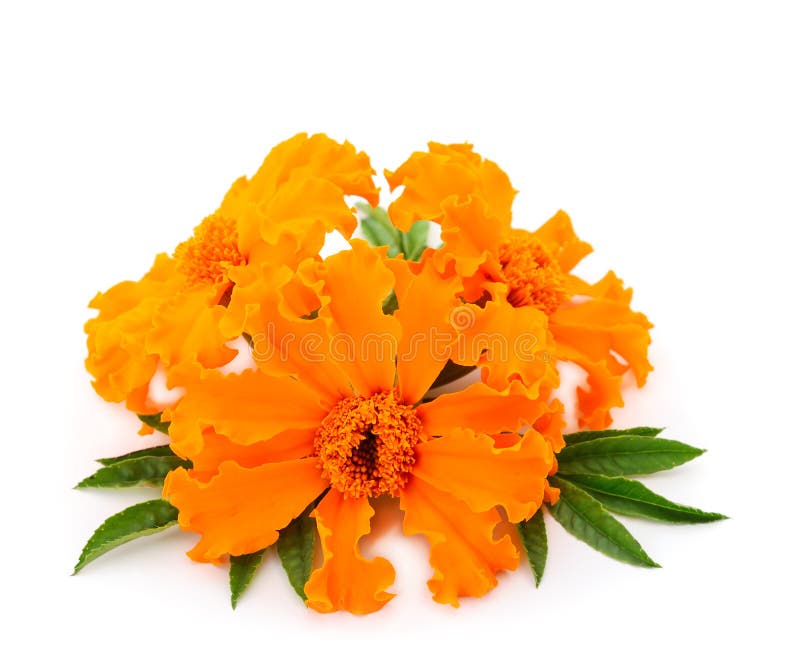 Flor de calêndula isolada foto de stock. Imagem de bonito - 122522900