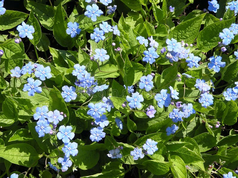 Flor do miosótis imagem de stock. Imagem de flor, planta - 14269147