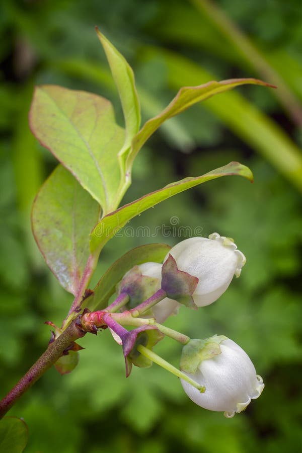 Flor do mirtilo foto de stock. Imagem de nave, flor - 116265946