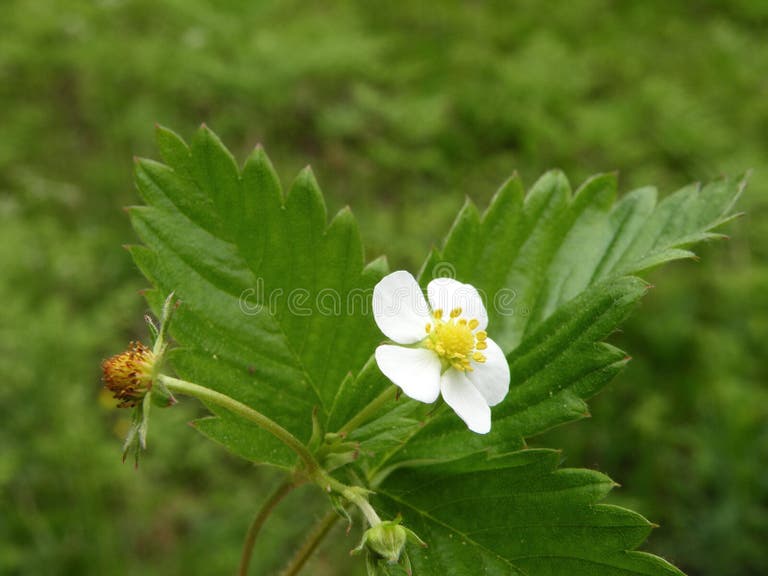 Flor do morango silvestre imagem de stock. Imagem de flores - 41065847