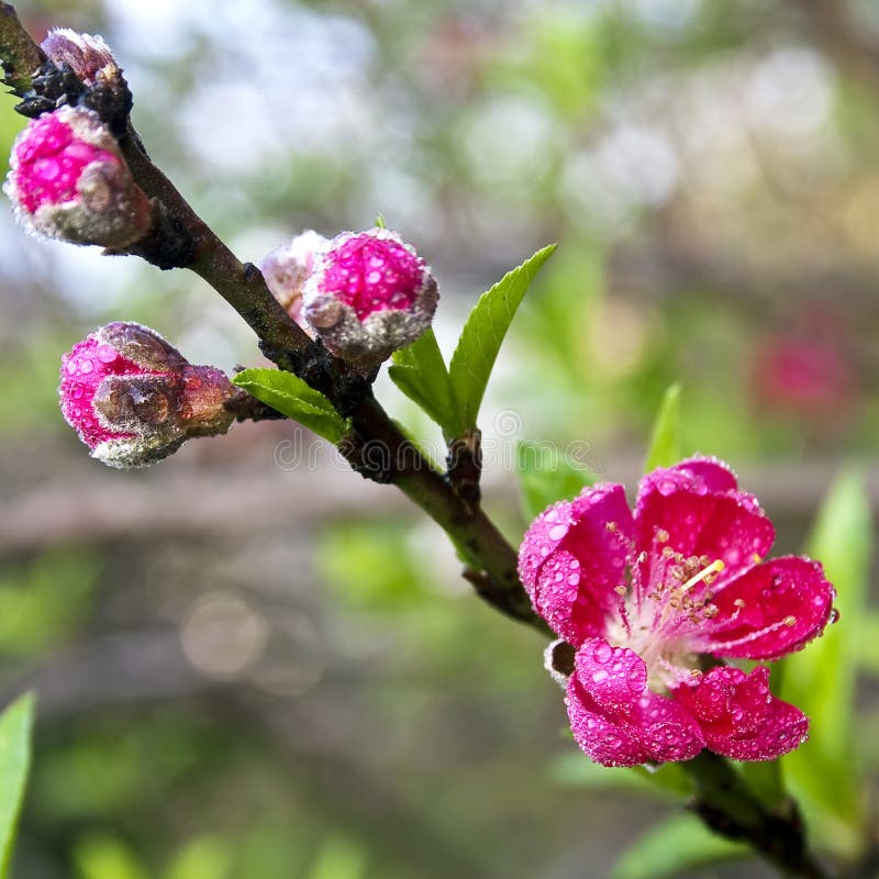 Flor do pêssego imagem de stock. Imagem de flores, pétala - 13184245