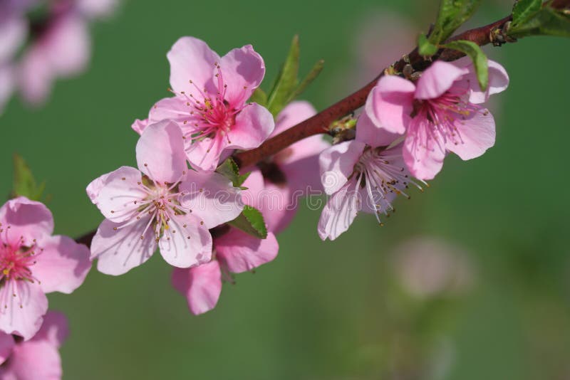 Flor do pêssego imagem de stock. Imagem de pétala, amarelo - 19081141
