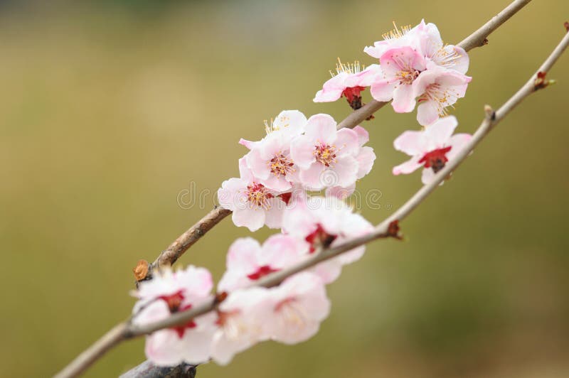 Flor do pêssego imagem de stock. Imagem de pétala, amarelo - 19081141
