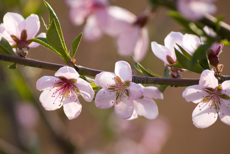 Flor de pêssego rosa foto de stock. Imagem de pétala - 13302806