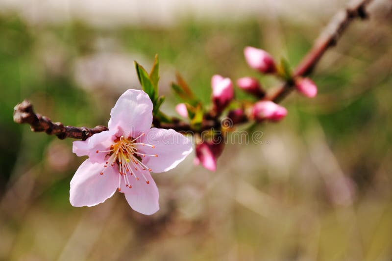 Close-up Da árvore Da Flor Do Pêssego Em Chengdu Foto de Stock - Imagem ...