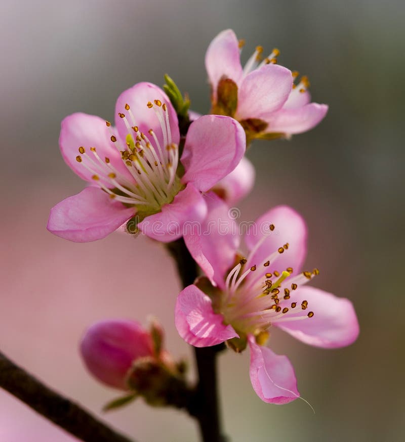 Flor Do Pêssego Da Florescência Imagem de Stock - Imagem de corola ...