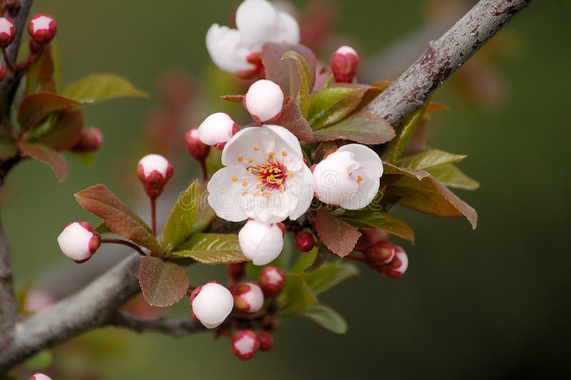 Árvore De Pêssego Nova Na Flor No Jardim Imagem de Stock - Imagem de ...