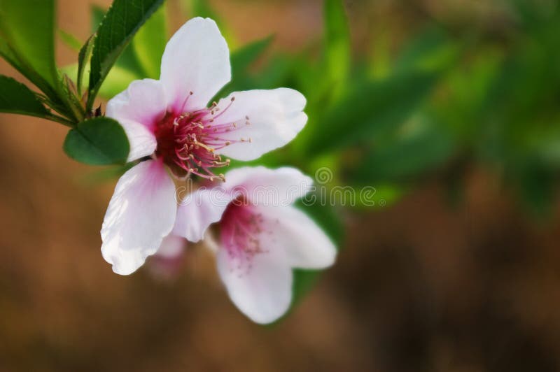 Característica Da Flor Do Pêssego Foto de Stock - Imagem de jardim ...