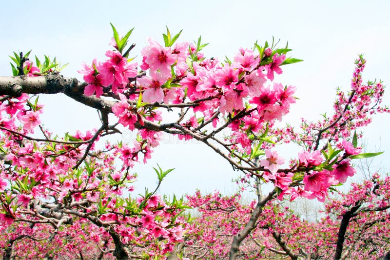 Flor Do Pêssego Da Florescência Imagem de Stock - Imagem de corola ...