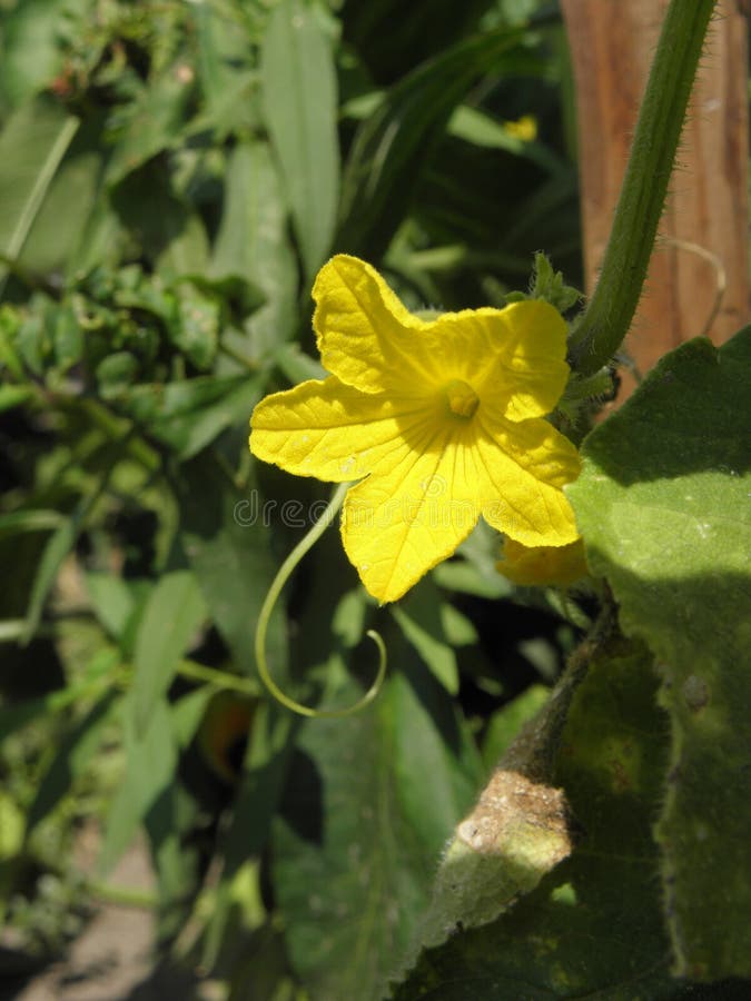 Pepino E Flor De Pepino Na Planta Do Jardim Imagem de Stock - Imagem de ...