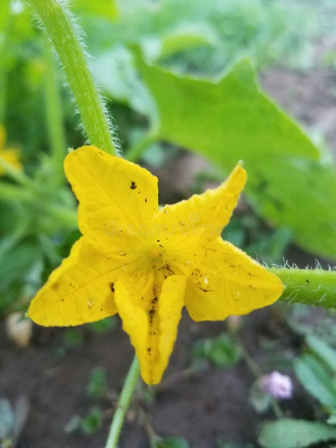 Flor do pepino foto de stock. Imagem de pepino, flor - 13879466