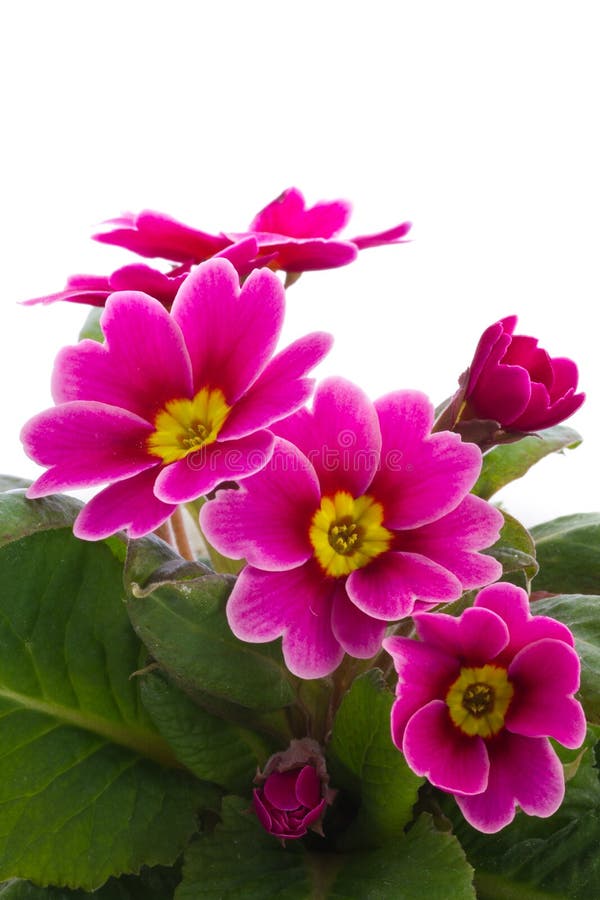 Flor do primula imagem de stock. Imagem de floral, frescor - 28579707