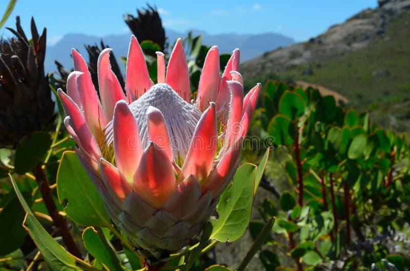 Flor Do Protea, Protea Cynaroides, Rei Proteas Imagem de Stock - Imagem ...