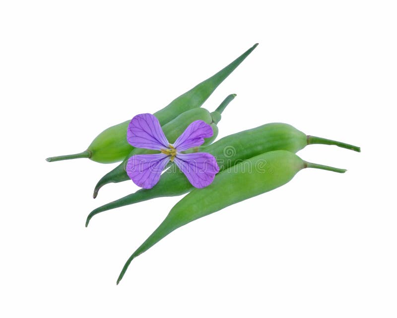 Florada De Rabanete Silvestre Fecha Flor De Rabanete Colorida Com ...