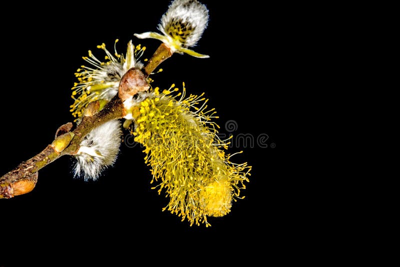 Flor do salgueiro imagem de stock. Imagem de oferta, flora - 38568783