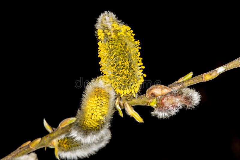 Flor do salgueiro imagem de stock. Imagem de enviado - 38569117