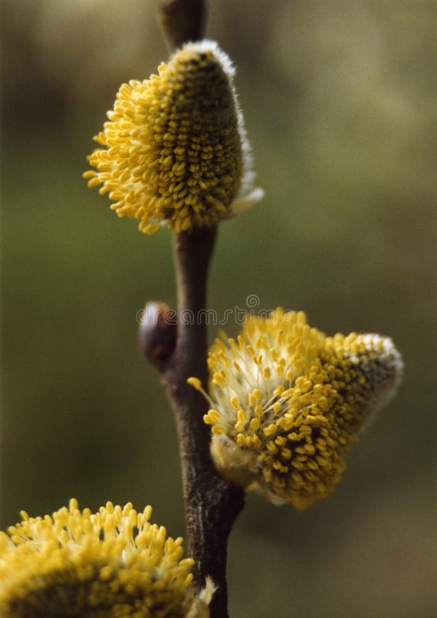 Flor do salgueiro imagem de stock. Imagem de vimeiro, ambiente - 4450593