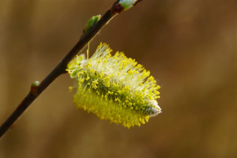 Flor do salgueiro imagem de stock. Imagem de azul, amarelo - 24026817