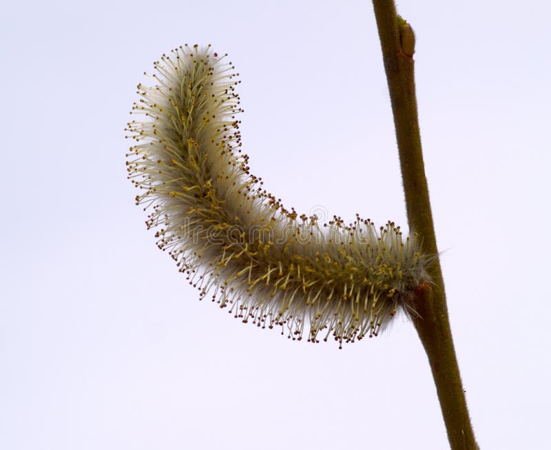 A Flor Do Salgueiro De Bichano Foto de Stock - Imagem de nave ...