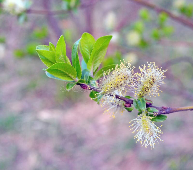 A Flor Do Salgueiro Em Pode Foto de Stock - Imagem de macio, brilhante ...