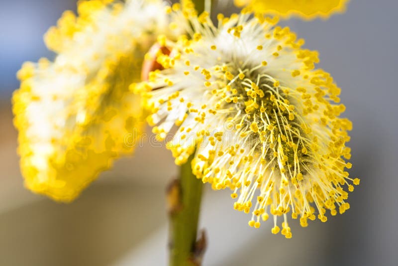 Flor do salgueiro imagem de stock. Imagem de nave, fundo - 24026817