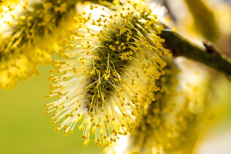 Flor do salgueiro imagem de stock. Imagem de azul, amarelo - 24026817