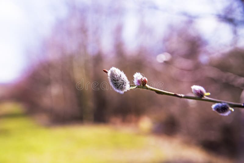 Flor do salgueiro imagem de stock. Imagem de azul, amarelo - 24026817