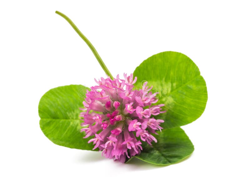 Flor do trevo foto de stock. Imagem de nave, folhas - 146206506
