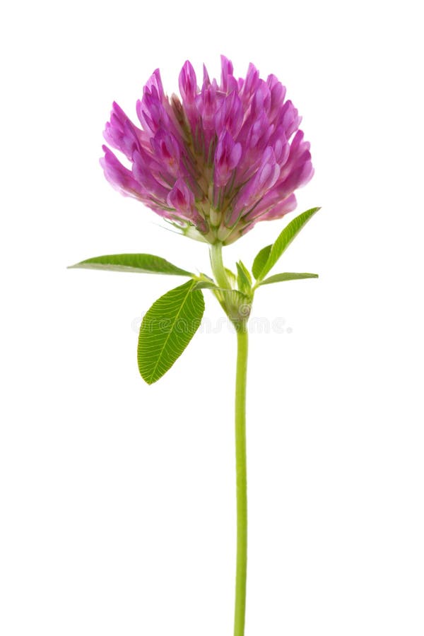 Flor Do Trevo Isolada No Fundo Branco Pratense Do Trifolium Imagem de ...