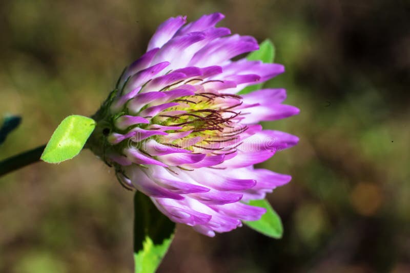 Flor do trevo vermelho imagem de stock. Imagem de perene - 62211569
