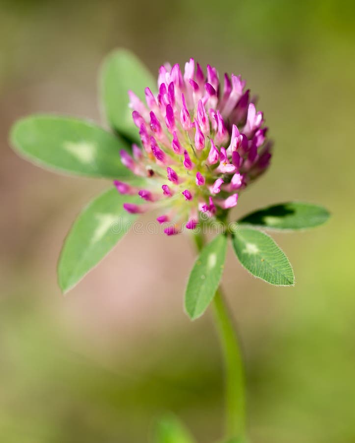 Flor Do Trevo Vermelho Na Natureza Imagem de Stock - Imagem de gramado ...