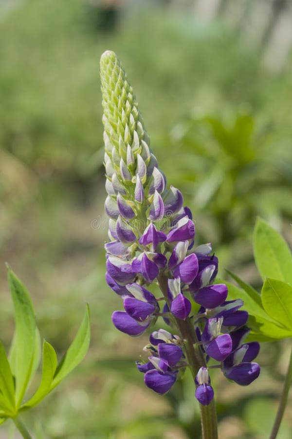 Flor do Veronica imagem de stock. Imagem de ternura, macro - 40982701