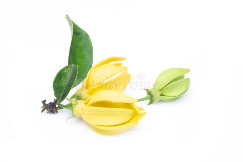 Flor Do Ylang-Ylang, Flor Perfumada Amarela No Fundo Branco Foto de ...