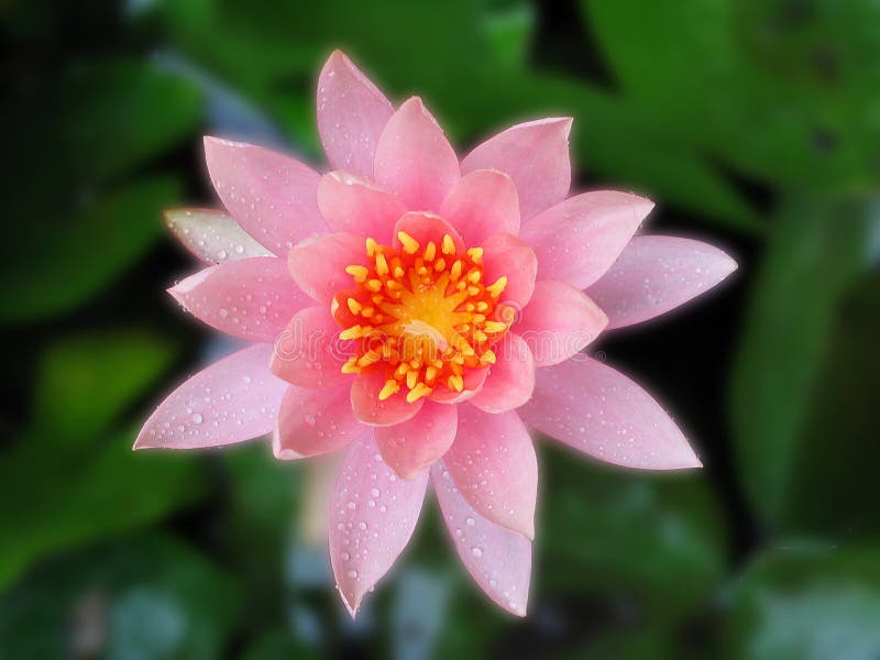 Flor de Lótus foto de stock. Imagem de gota, chuva, pétalas - 99918