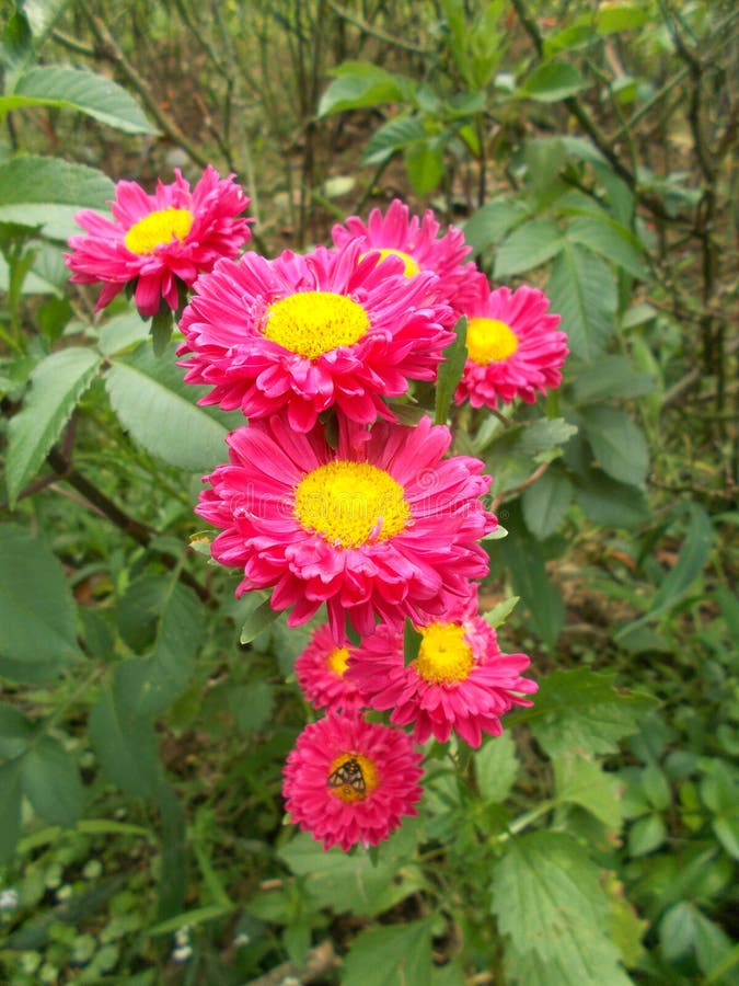 Flor Dos Mums Ou Flores Dos Crysanthemums Imagem de Stock - Imagem de ...