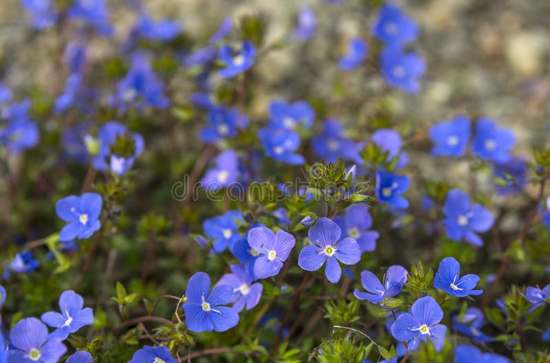 Flor Dos Officinalis Do Veronica Foto de Stock - Imagem de brilhante ...