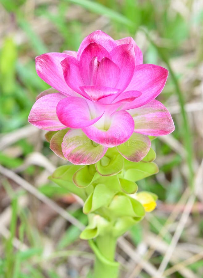 Flor Dos Sessilis Da Curcuma Imagem de Stock - Imagem de verde ...