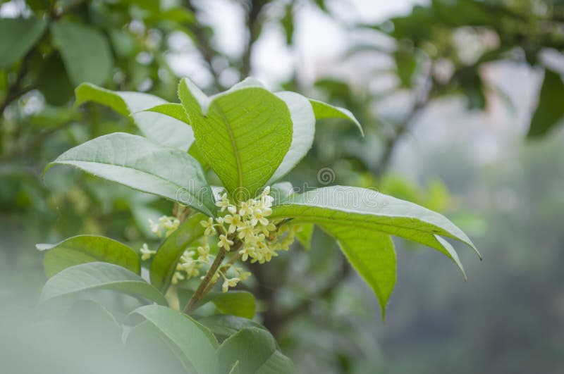 Flor Dulce De August Osmanthus Imagen de archivo - Imagen de dulce ...