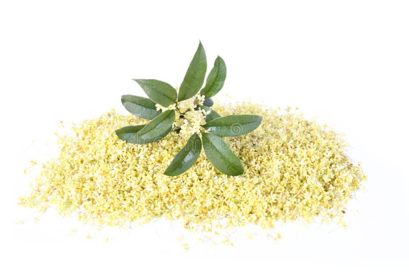 Flor dulce del osmanthus imagen de archivo. Imagen de planta - 16413507