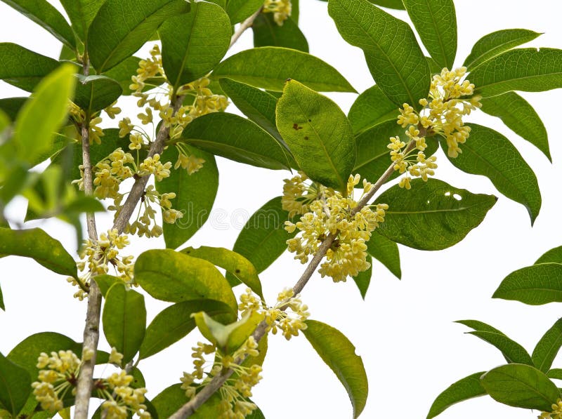 Flor dulce del Osmanthus imagen de archivo. Imagen de planta - 37893719