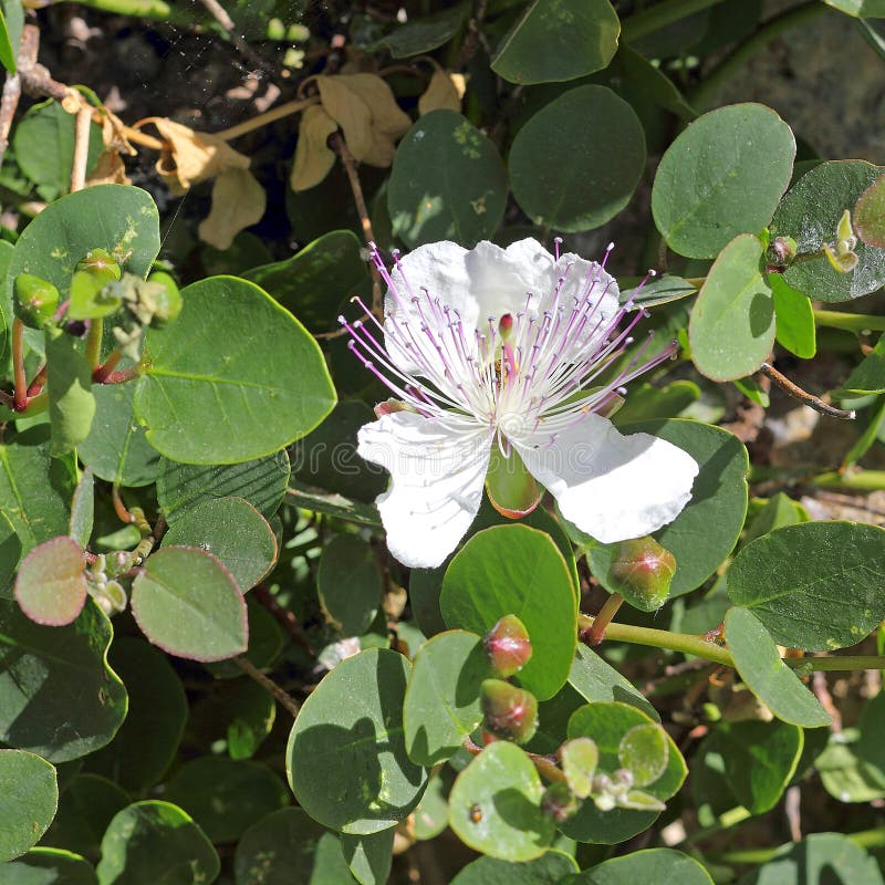 Arbusto Selvagem Da Alcaparra Foto de Stock - Imagem de oceano ...