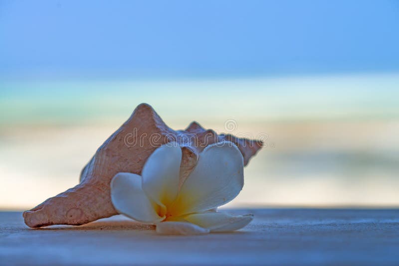 Flor E Concha Do Mar Do Plumeria Foto de Stock - Imagem de projeto ...