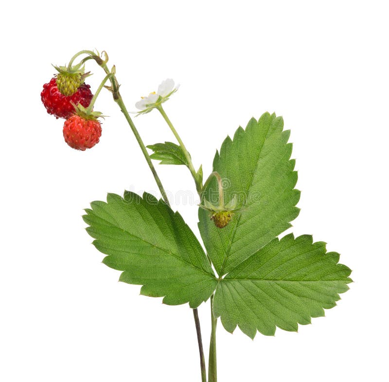 Flor E Morangos Silvestres No Branco Foto de Stock - Imagem de saudável ...
