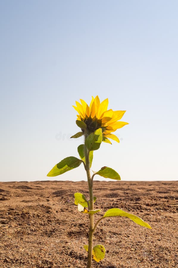 Flor e sol foto de stock. Imagem de céu, girassol, verde - 108848558