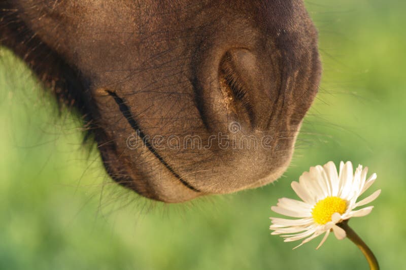 Flor el oler del caballo foto de archivo. Imagen de equino - 71384376