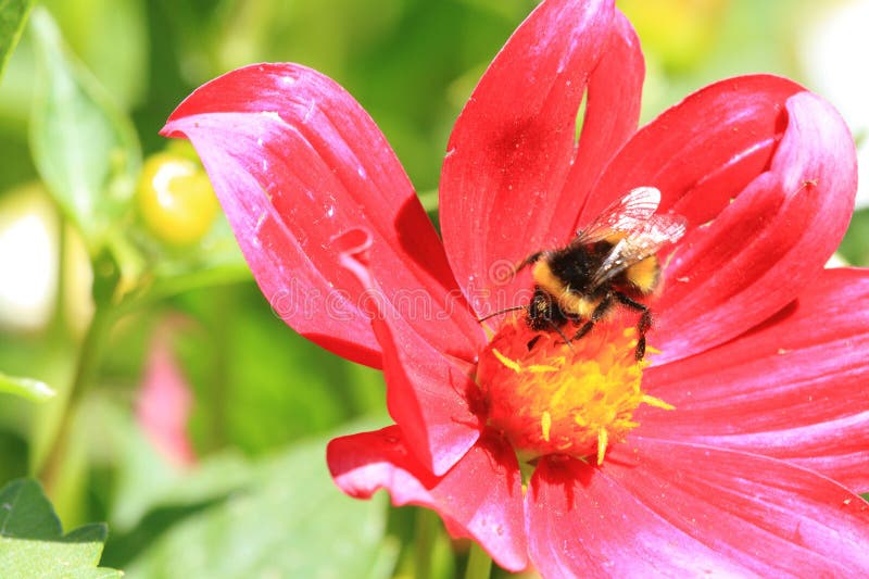 Flor Emilia Romagna Italy imagen de archivo. Imagen de primer - 50133893