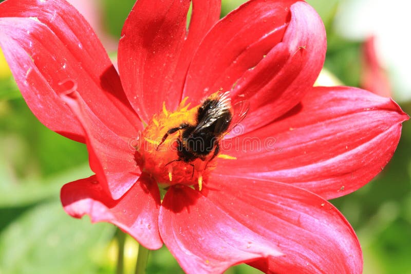 Flor De Emilia Sonchifolia O Tempuh Wiyang Imagen de archivo - Imagen ...