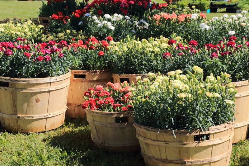 Flor Emilia Romagna Italy foto de archivo. Imagen de flora - 50132044