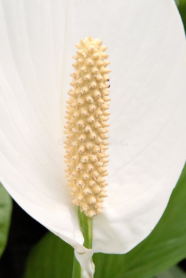 Flor Emilia Romagna Italy foto de archivo. Imagen de flora - 50132044